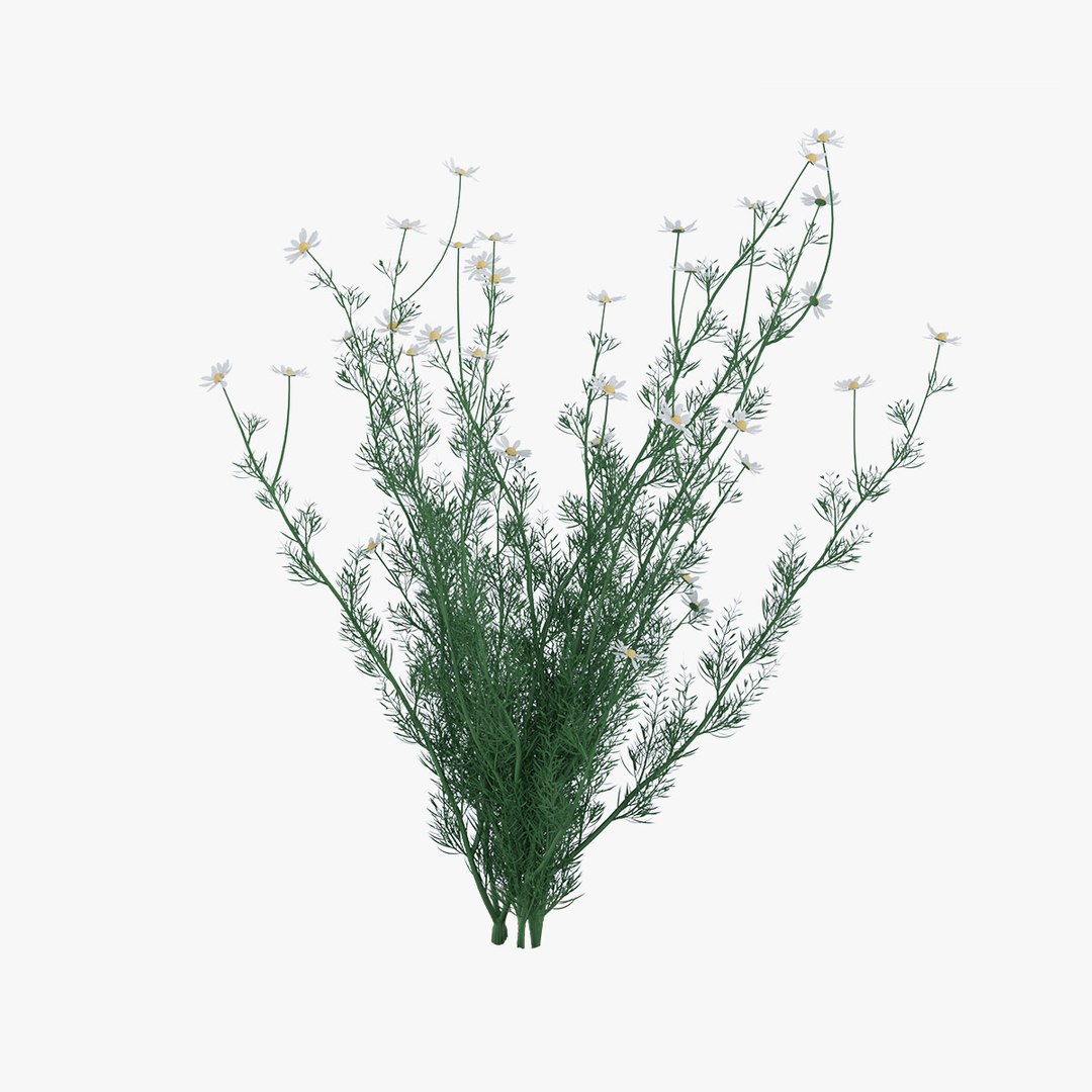 Chamomile model - TurboSquid 1955591