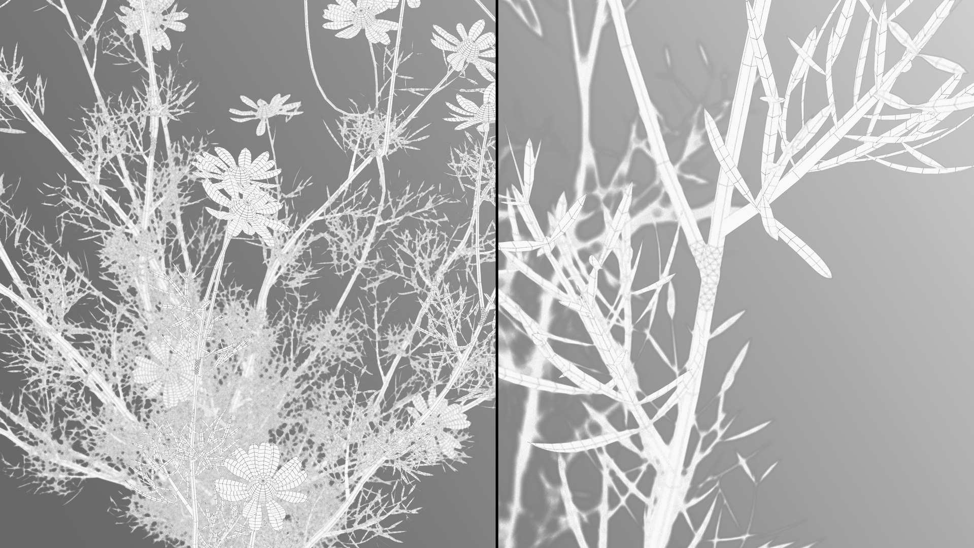 Chamomile Model - TurboSquid 1955591