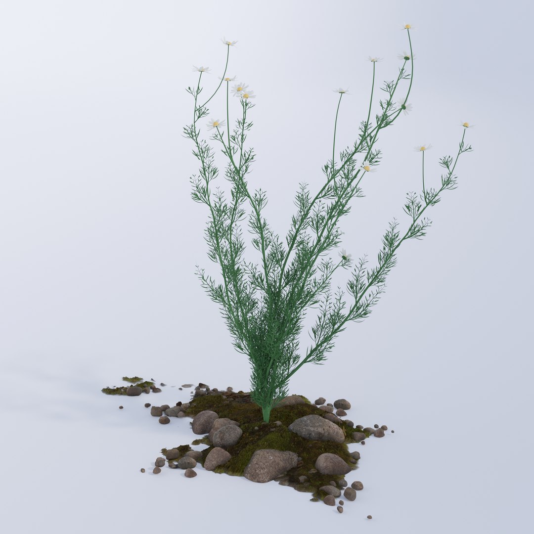 Chamomile Model - TurboSquid 1955591