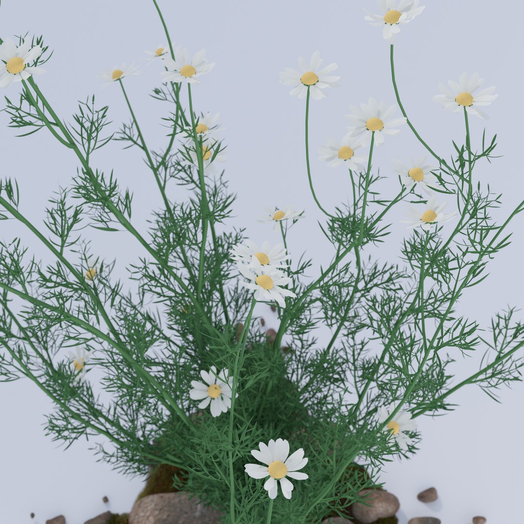 Chamomile Model - TurboSquid 1955591