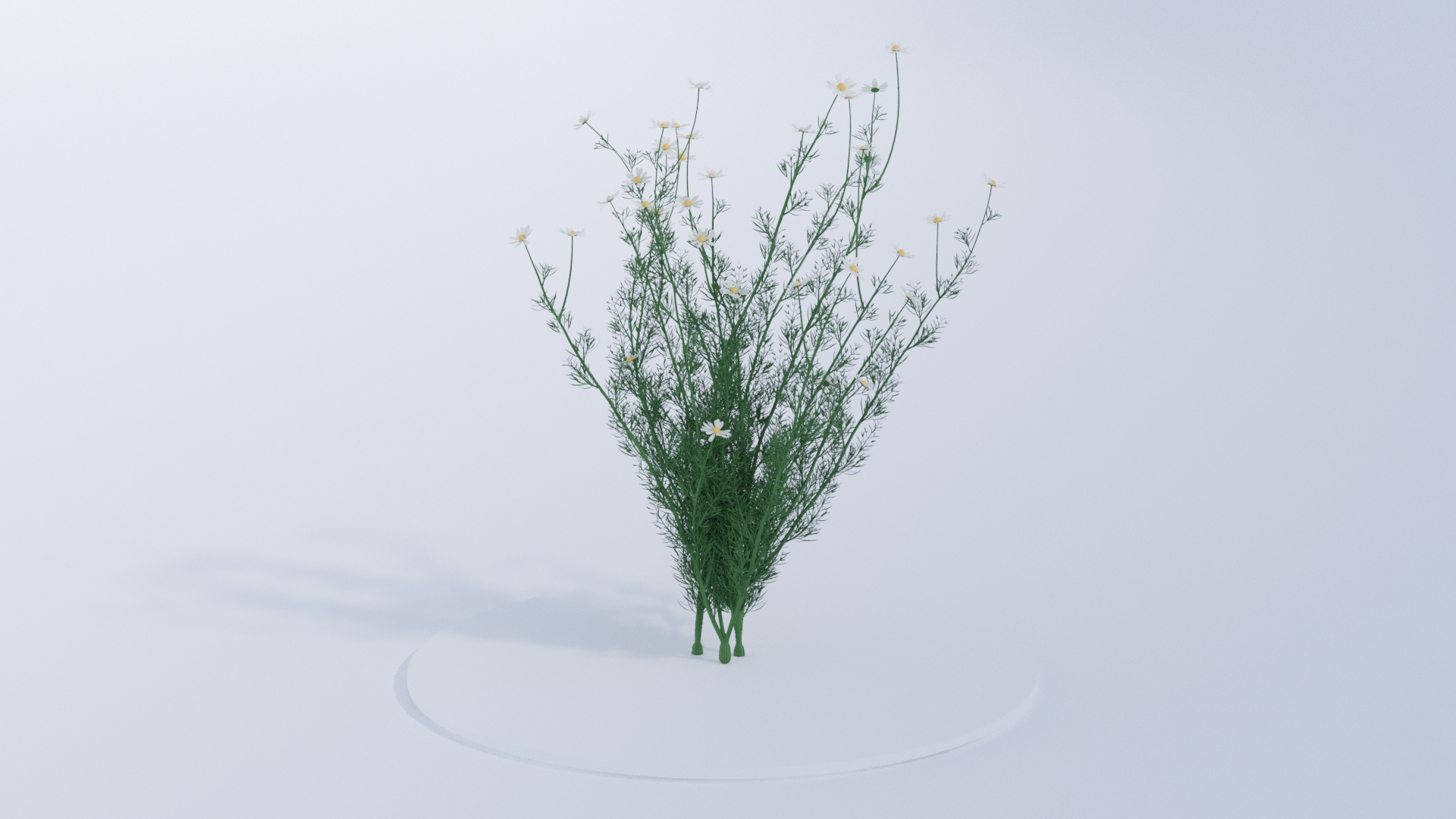 Chamomile Model - TurboSquid 1955591