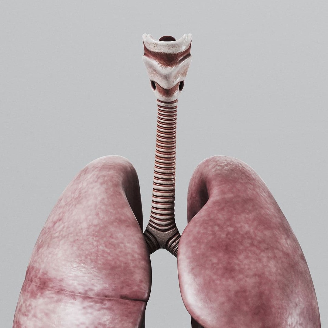 Lightwave Human Respiratory Diaphragm