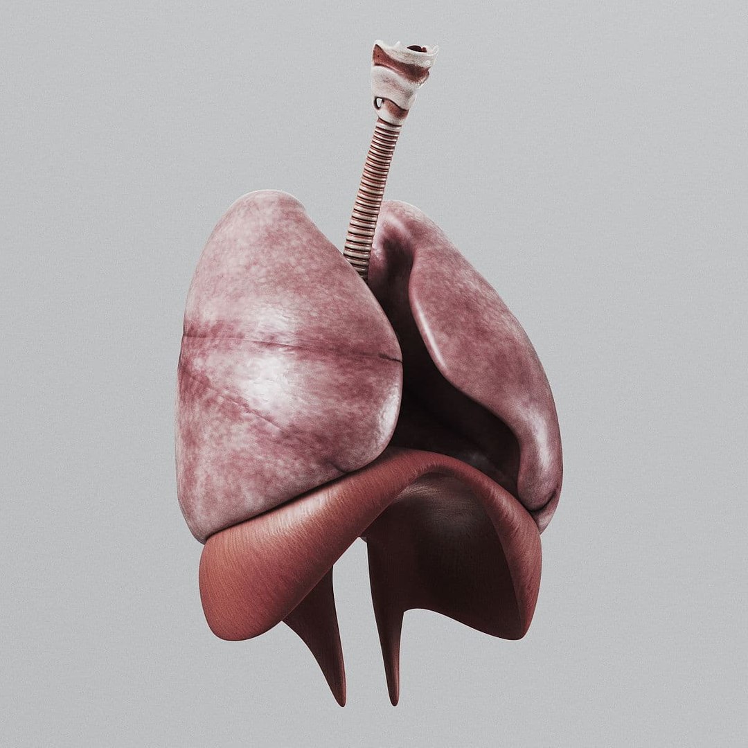 lightwave human respiratory diaphragm