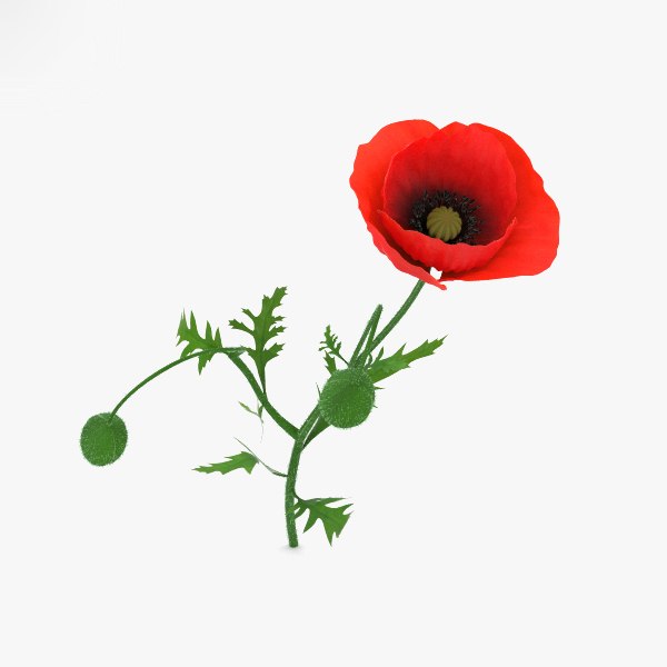 3D Poppies Models | TurboSquid