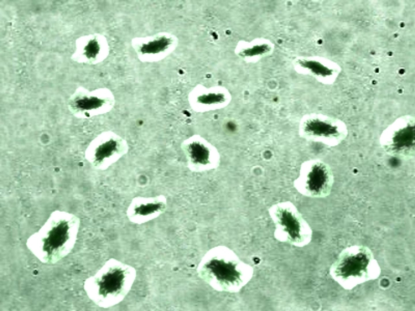 Max Realistic Amebas