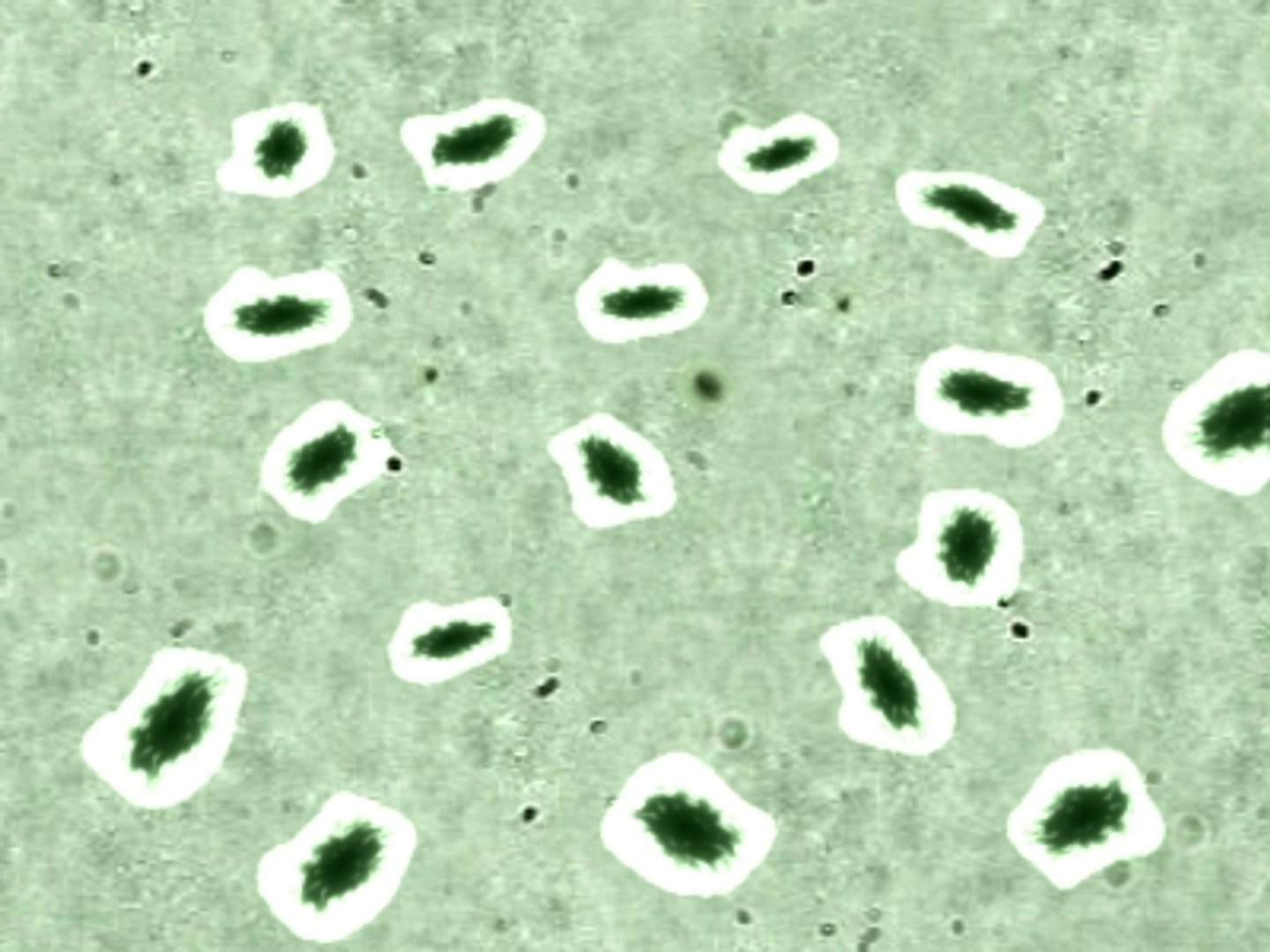 Max Realistic Amebas