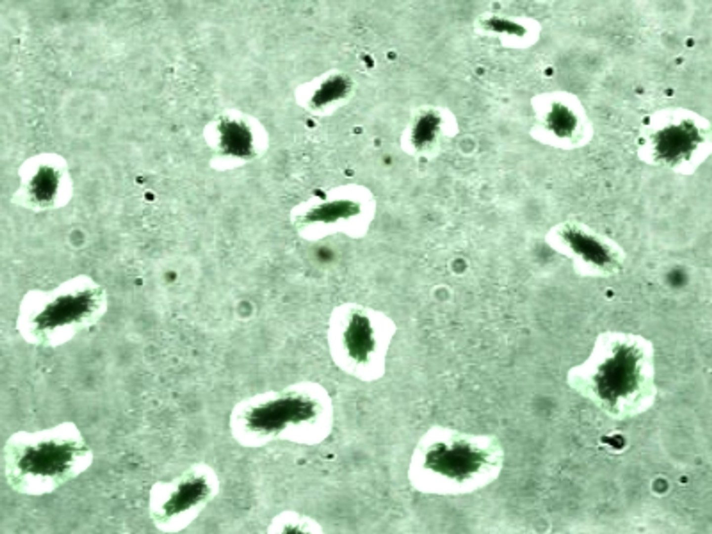 Max Realistic Amebas