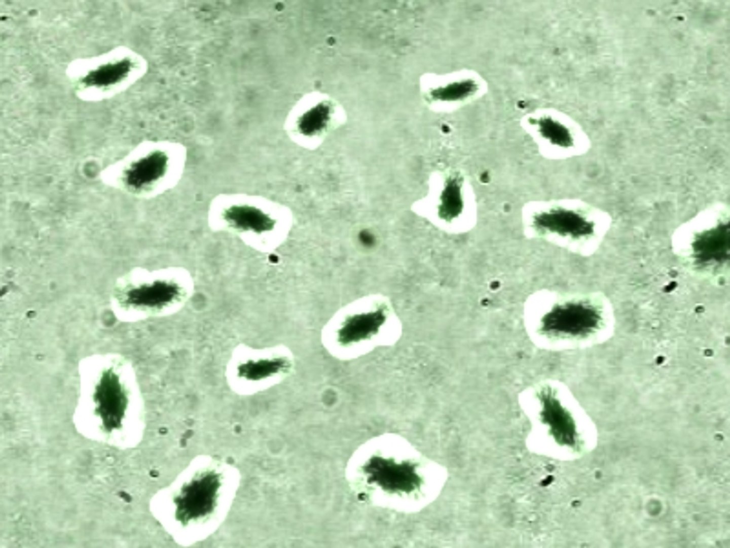 Max Realistic Amebas