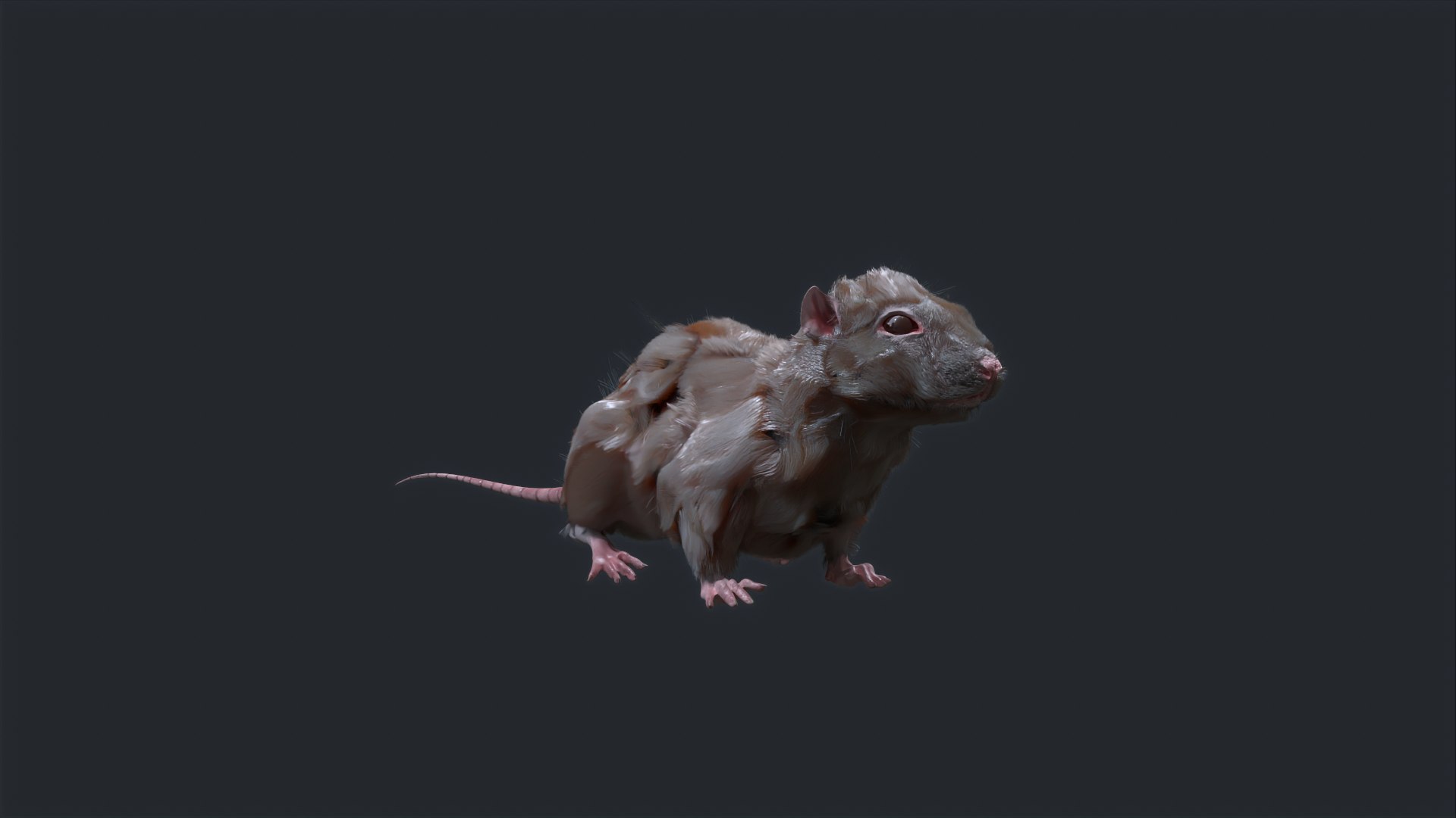 3D Model RAT - TurboSquid 1847326