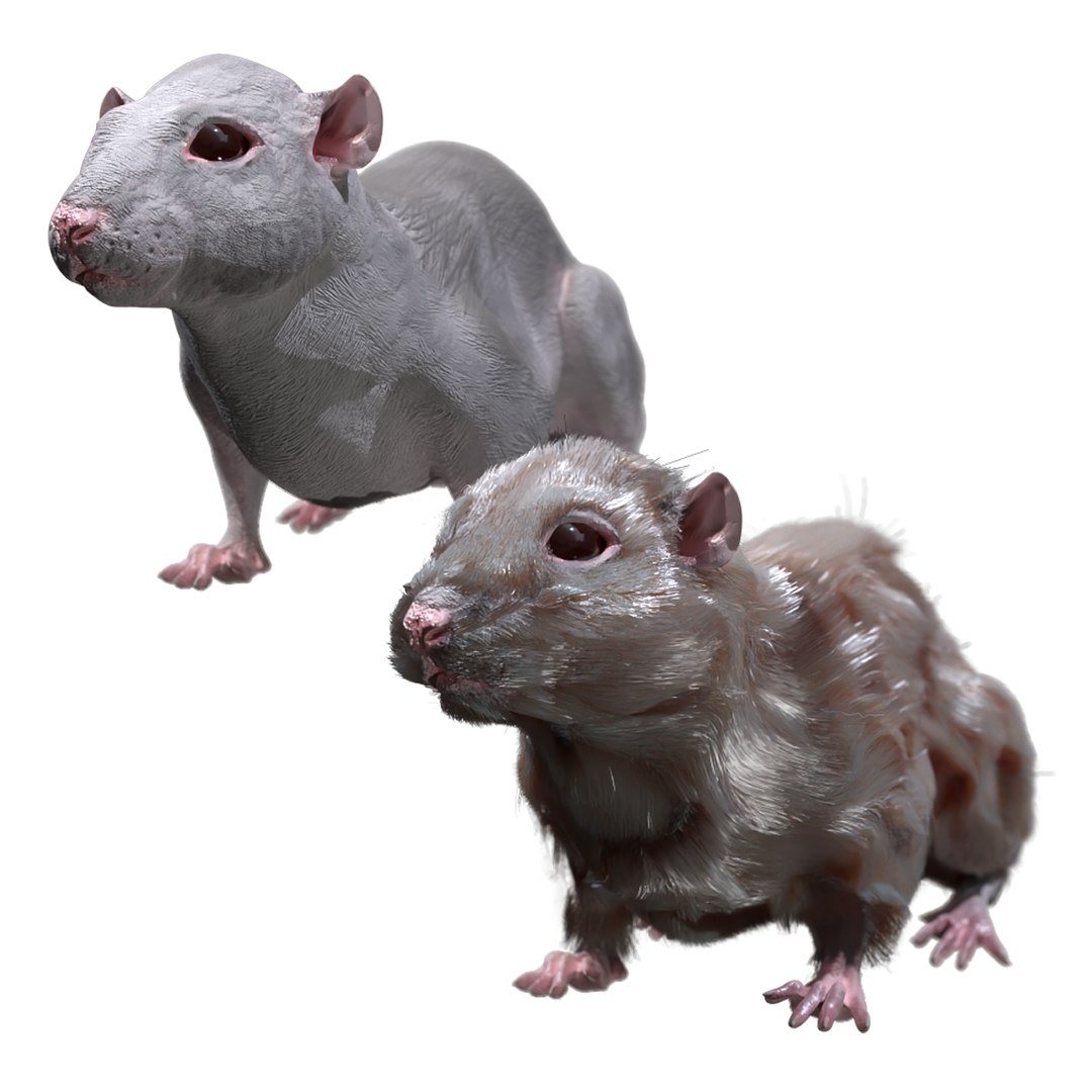 3D Model RAT - TurboSquid 1847326