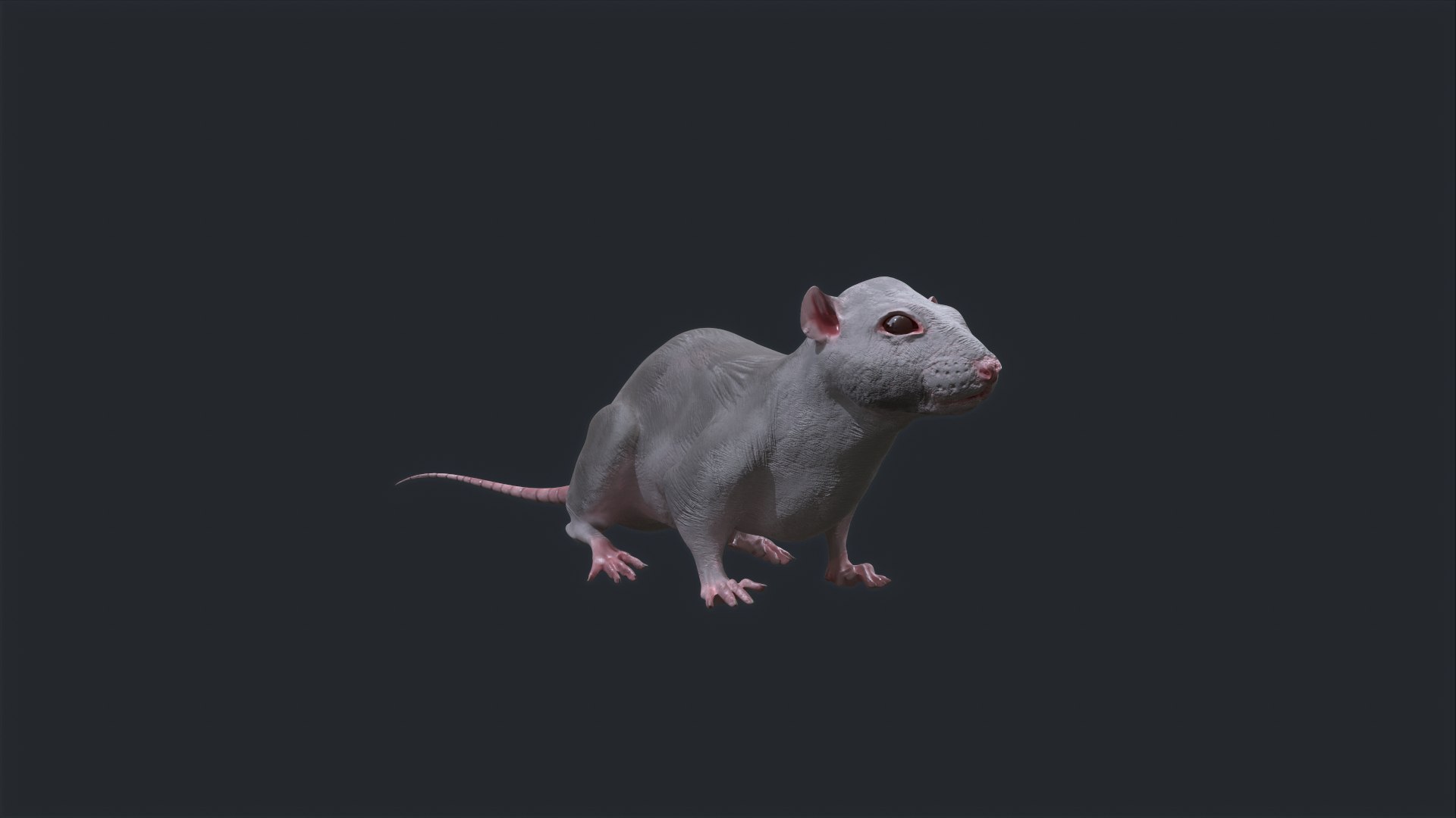 3D Model RAT - TurboSquid 1847326