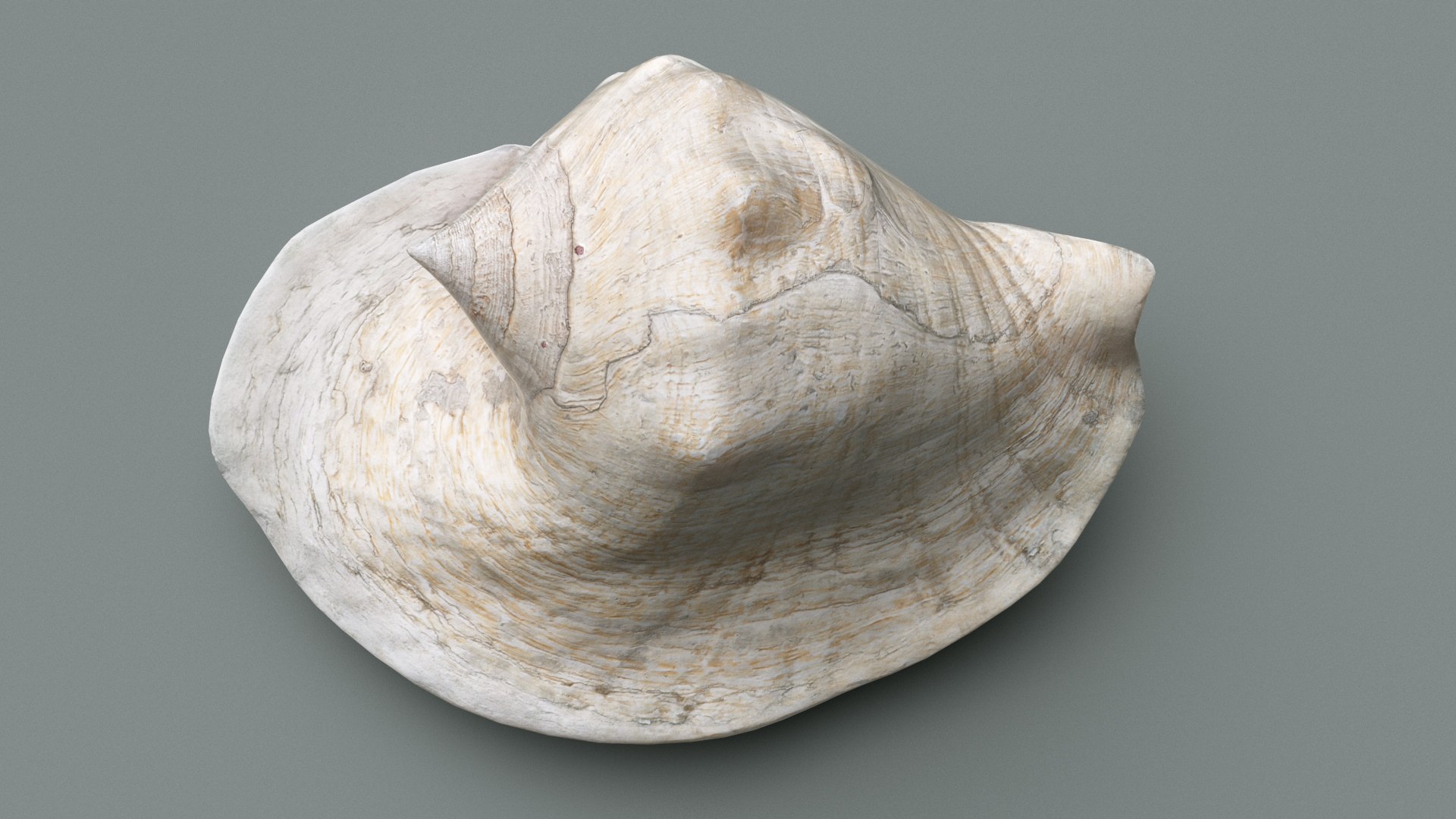 3D Sea Shell 0708 - TurboSquid 1976241