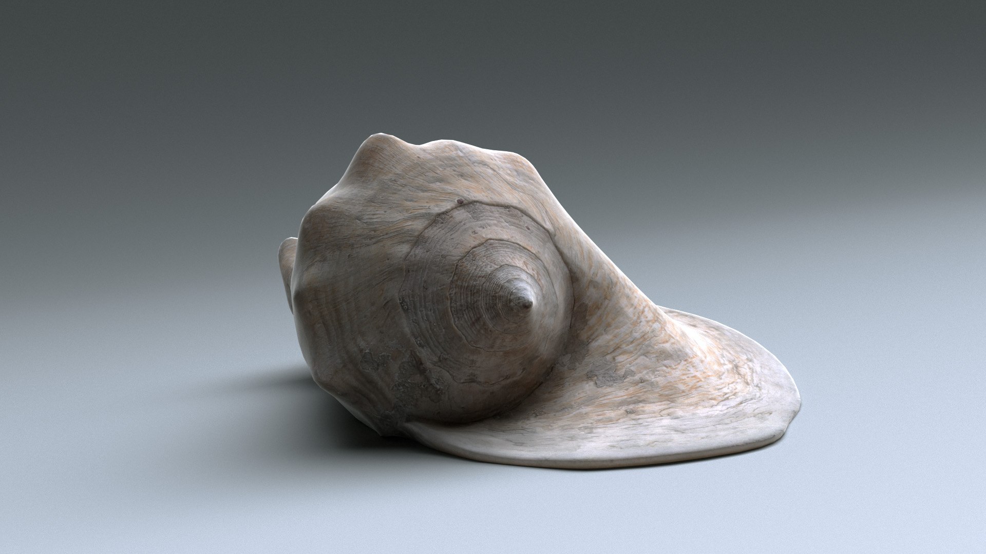 3D Sea Shell 0708 - TurboSquid 1976241