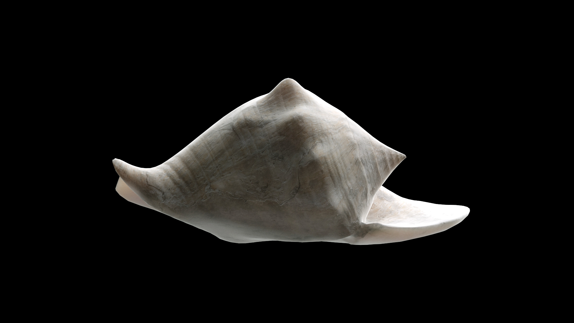 3D Sea Shell 0708 - TurboSquid 1976241