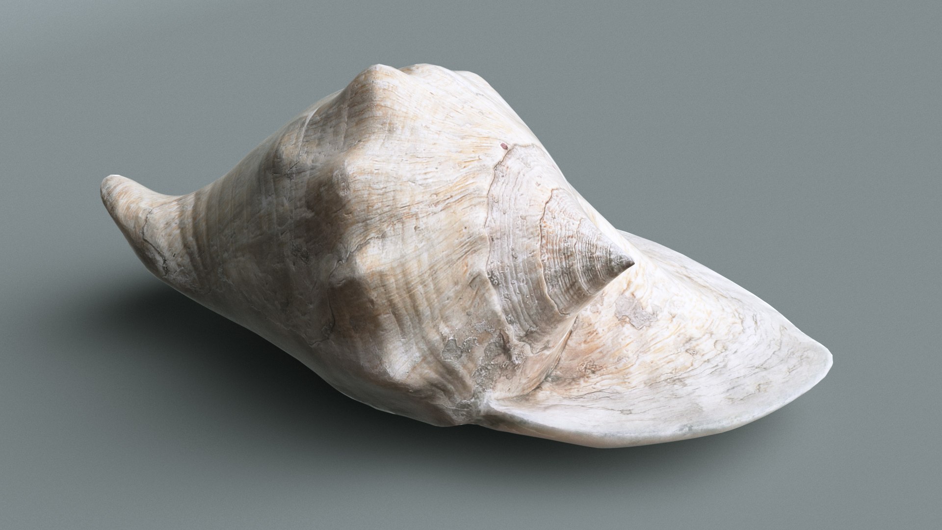 3D Sea Shell 0708 - TurboSquid 1976241