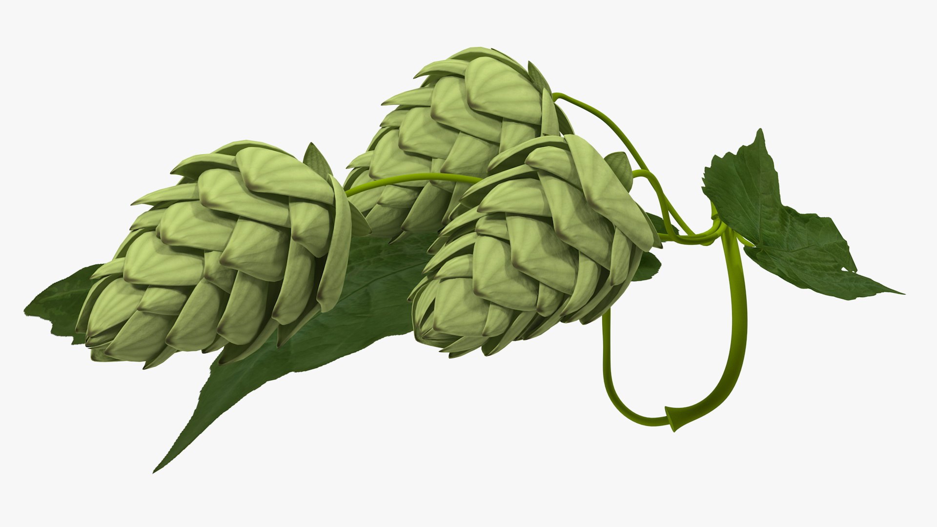 Fresh Branch Hops 3D Model - TurboSquid 1441051