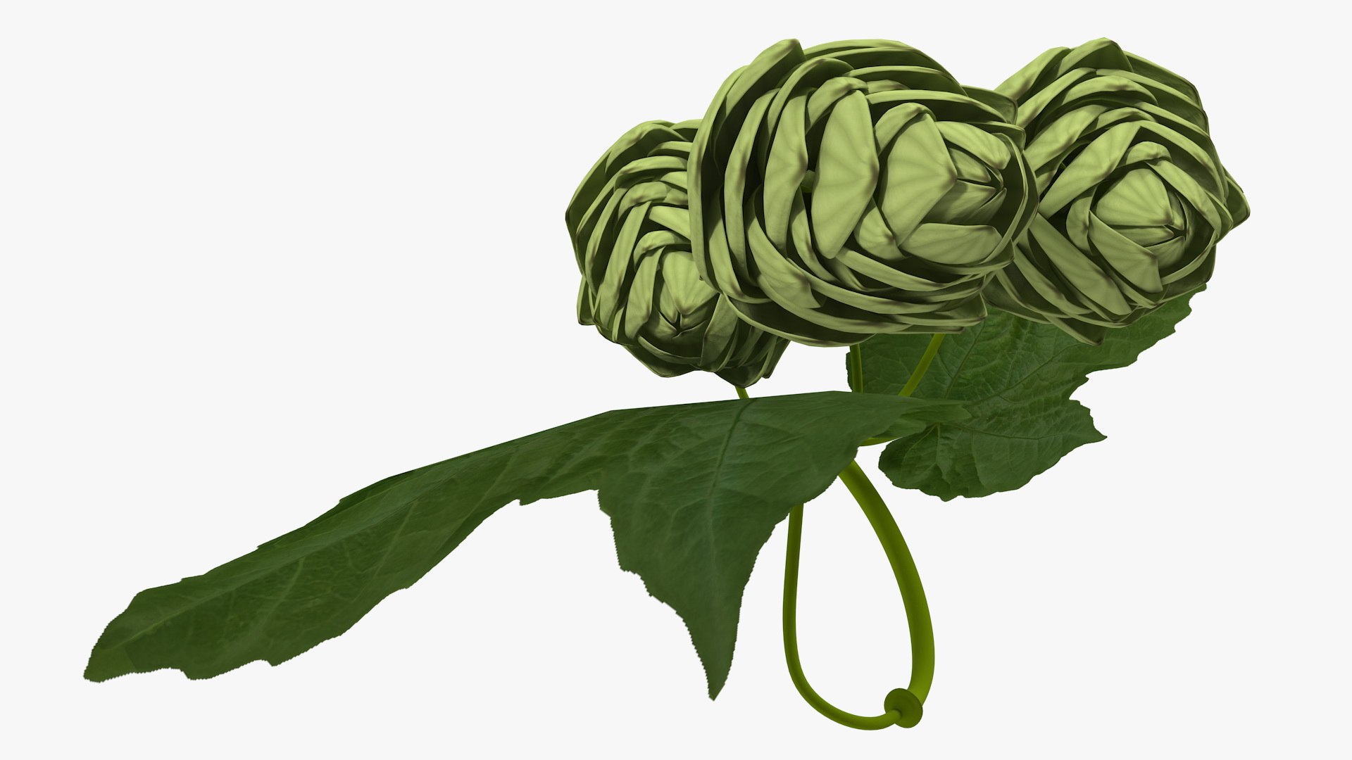 Fresh Branch Hops 3D Model - TurboSquid 1441051