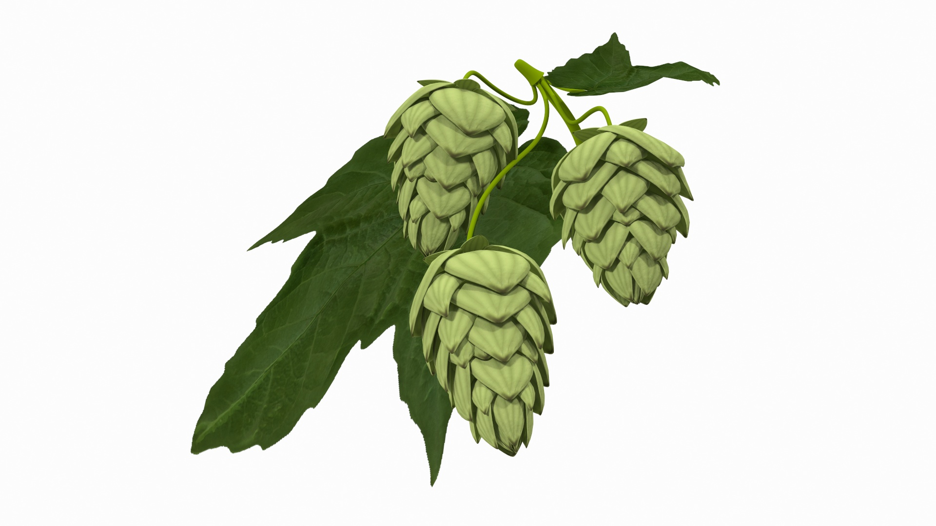 Fresh Branch Hops 3D Model - TurboSquid 1441051