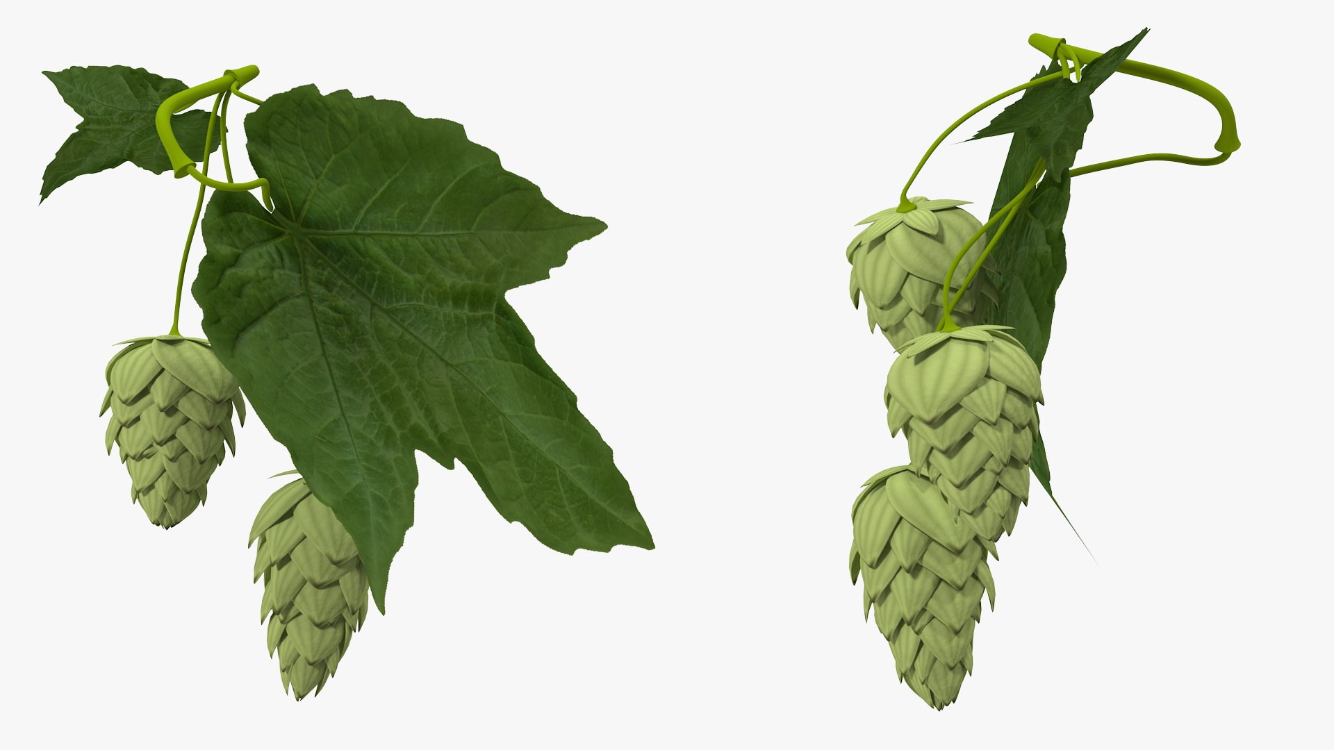 Fresh Branch Hops 3D Model - TurboSquid 1441051