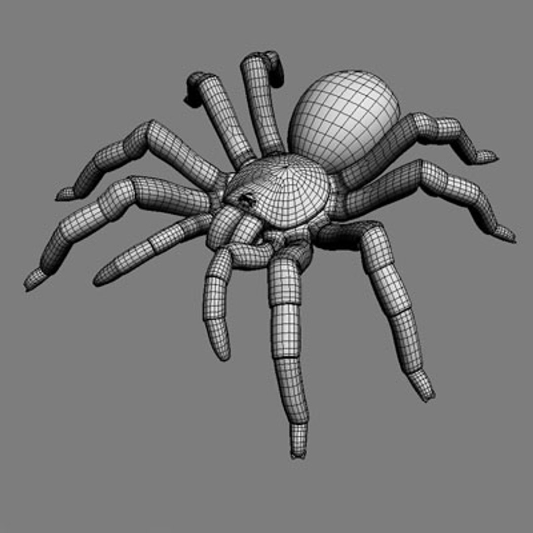 3d Spider Tarantula Arachnid Model