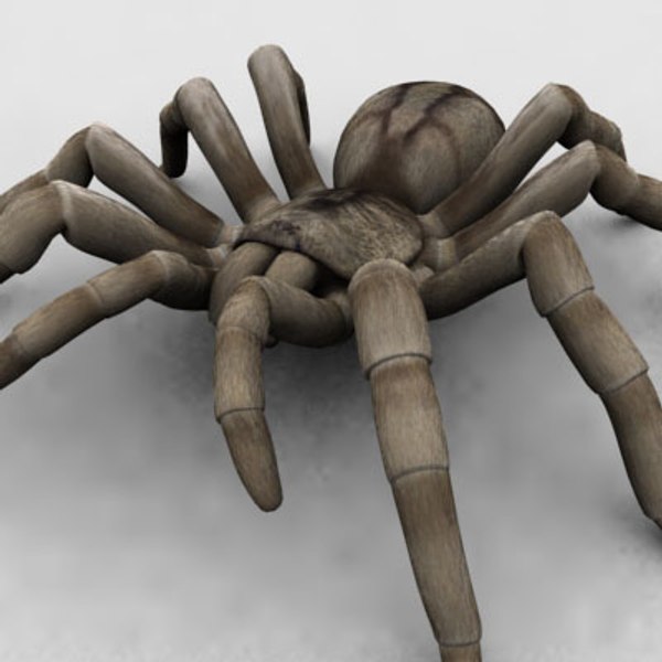 3d spider tarantula arachnid model