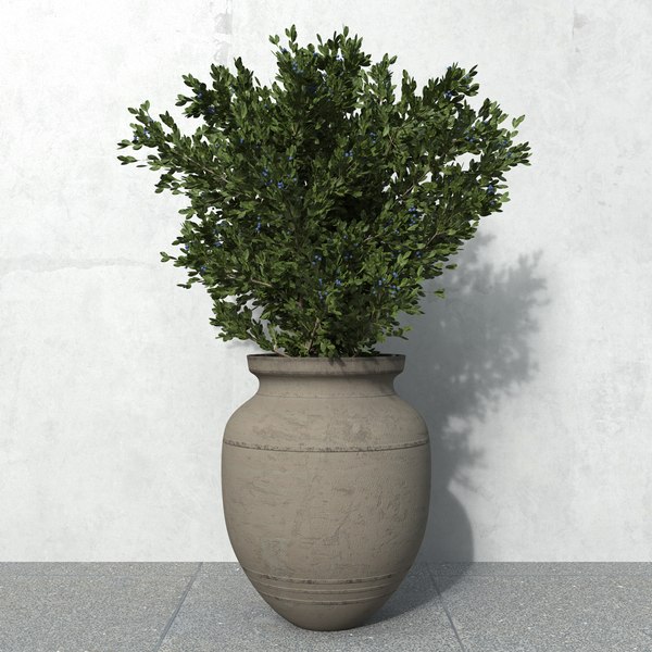 Blueberry-Tree-N1 3D 모델 - TurboSquid 1951899