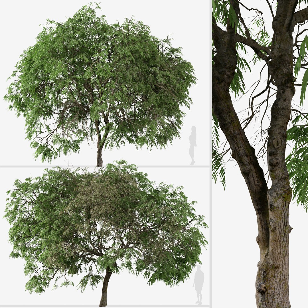 3D Set Of Schinus Areira Or Peruvian Pepper Tree Model - TurboSquid 1969007