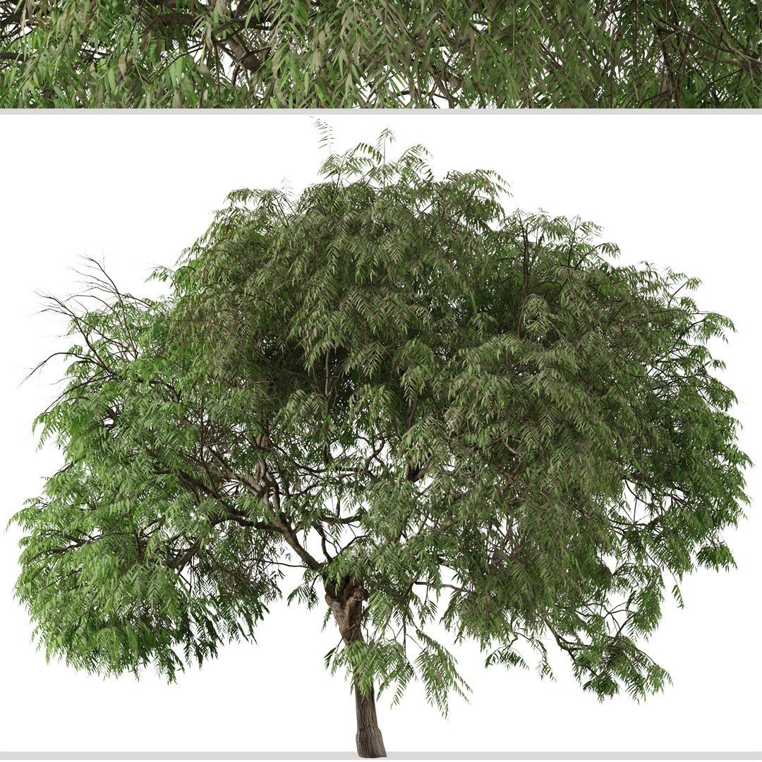 3D Set Of Schinus Areira Or Peruvian Pepper Tree Model - TurboSquid 1969007