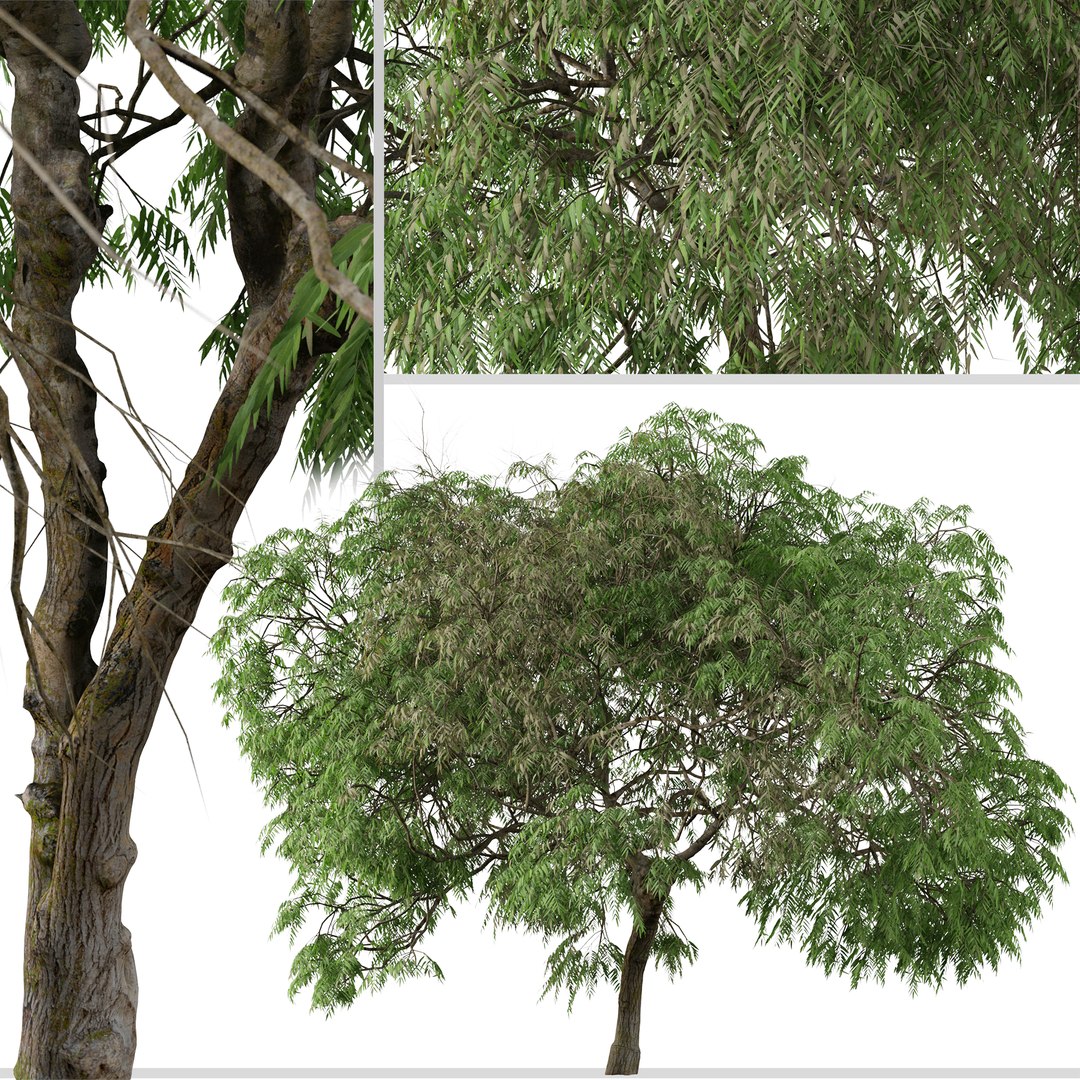 3D Set Of Schinus Areira Or Peruvian Pepper Tree Model - TurboSquid 1969007