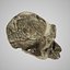 Human Skulls Australopithecus Africanus 3D Model - TurboSquid 1329776