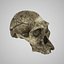 Human Skulls Australopithecus Africanus 3D Model - TurboSquid 1329776