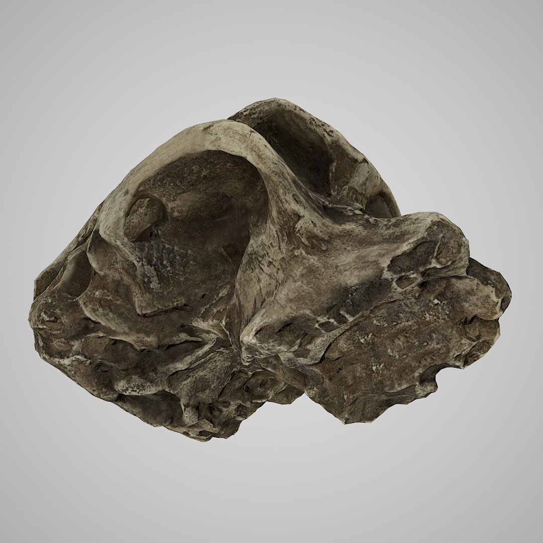 Human Skulls Australopithecus Africanus 3D Model - TurboSquid 1329776