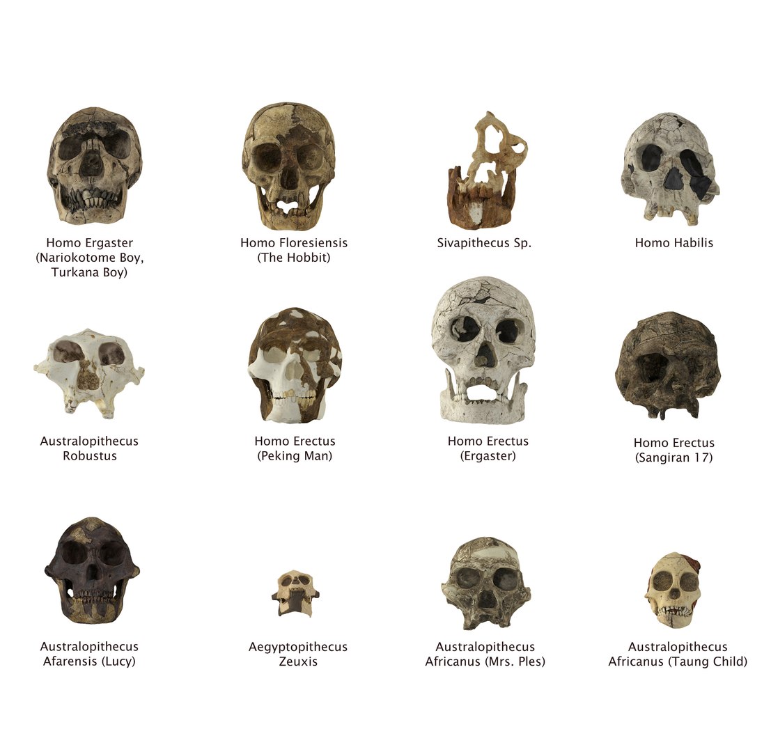 Human Skulls Australopithecus Africanus 3D Model - TurboSquid 1329776