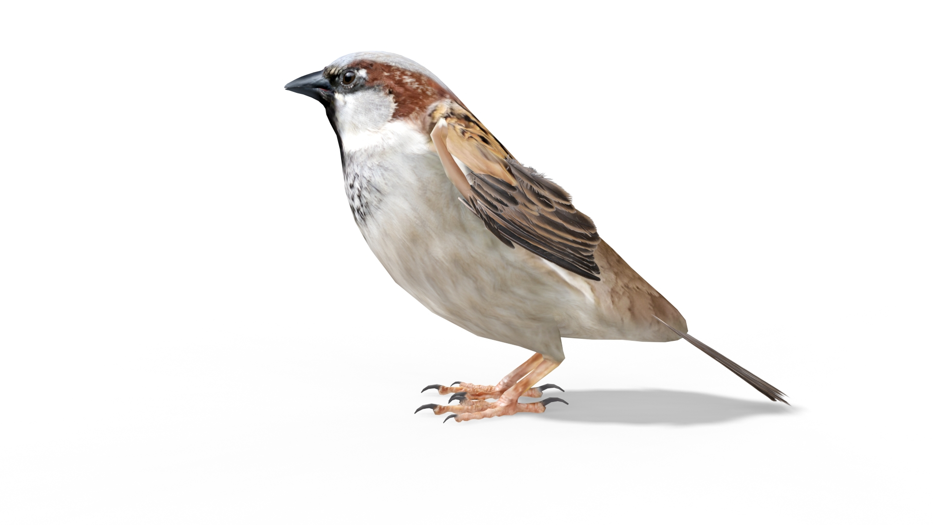 Sparrow Model - TurboSquid 1718139