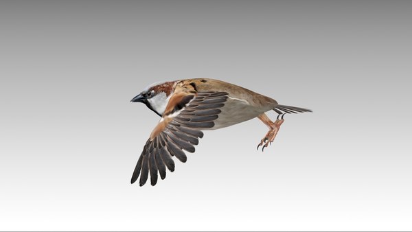 Sparrow model - TurboSquid 1718139