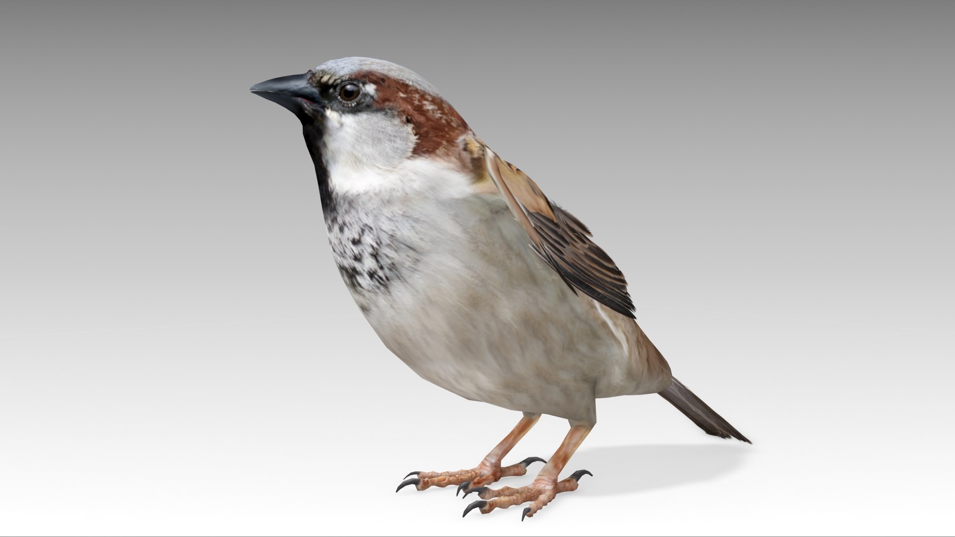 Sparrow Model - TurboSquid 1718139