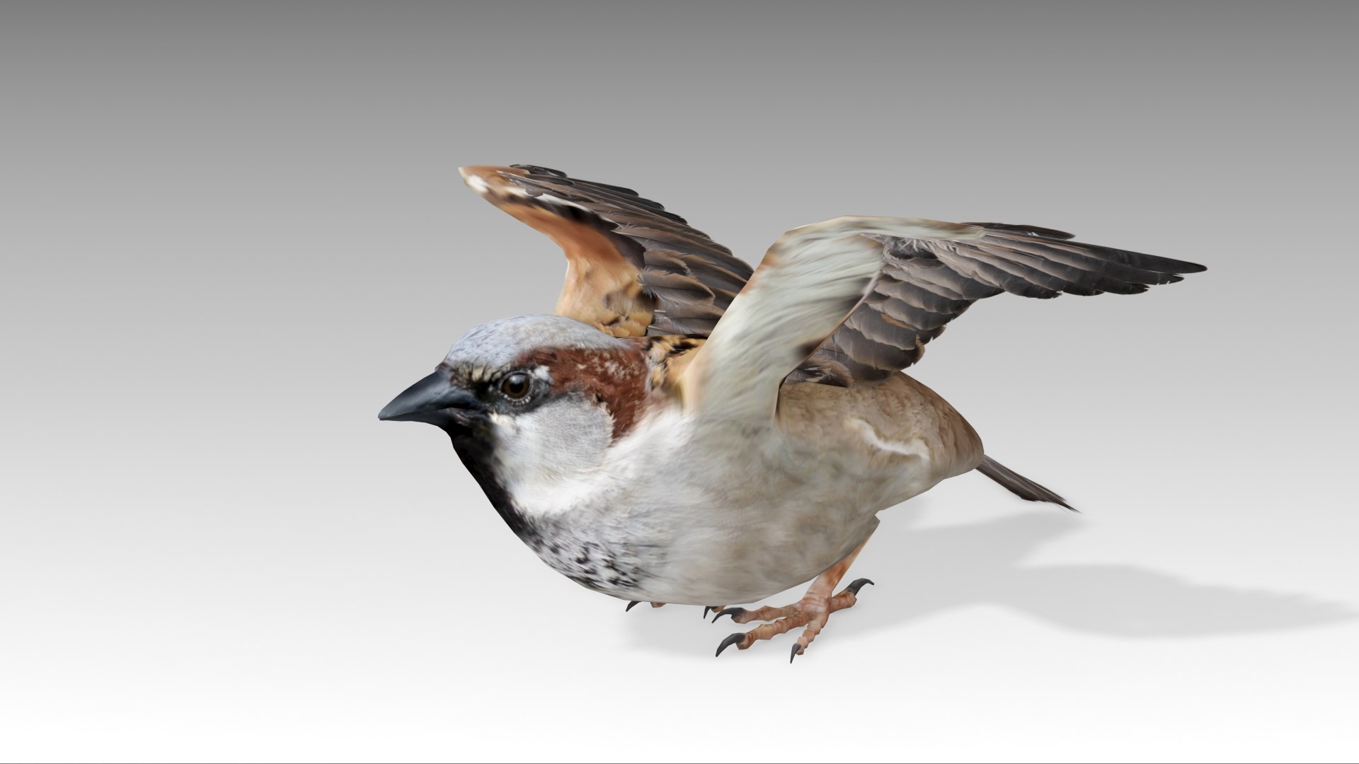 Sparrow Model - TurboSquid 1718139