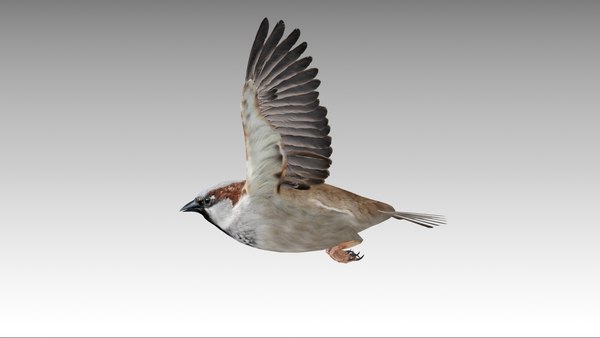 Sparrow model - TurboSquid 1718139