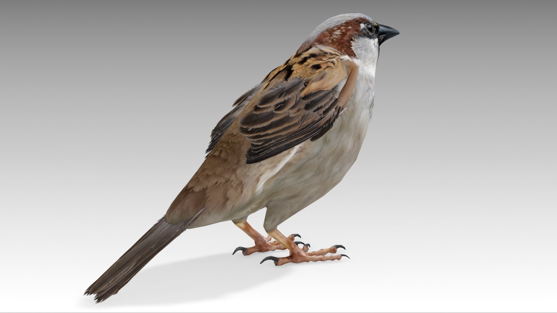 Sparrow Model - TurboSquid 1718139