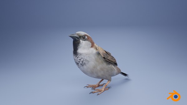 スズメ3Dモデル - TurboSquid 1718139