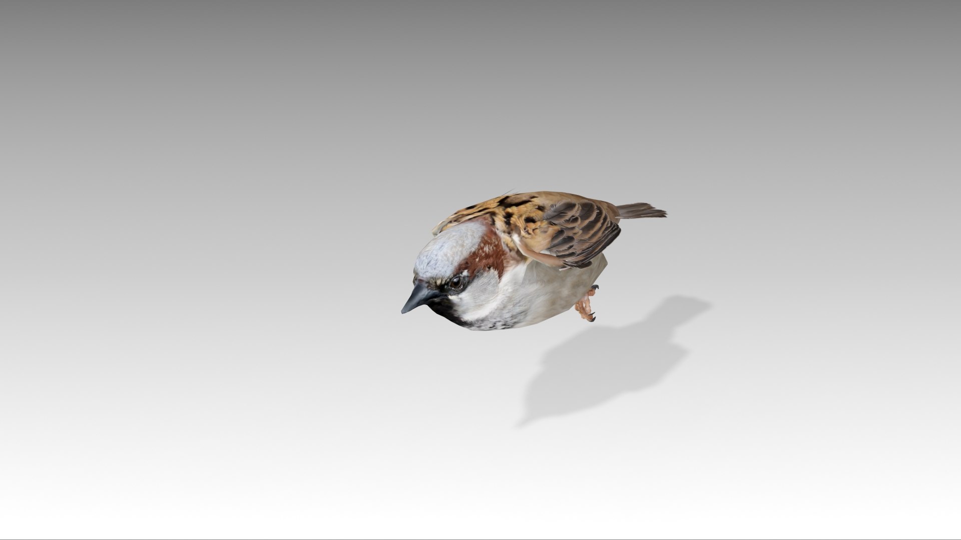 Sparrow Model - TurboSquid 1718139