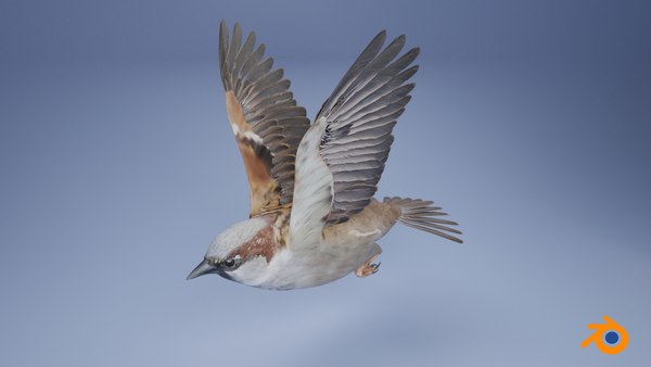 modelo 3d gorrión - TurboSquid 1718139