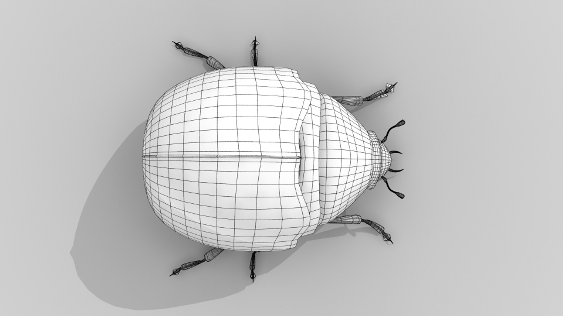 Ladybug Lady Bug 3d Model