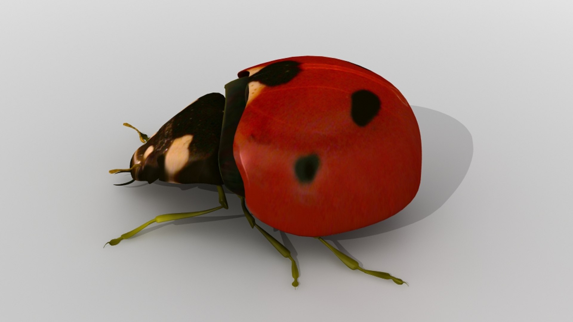 Ladybug Lady Bug 3d Model