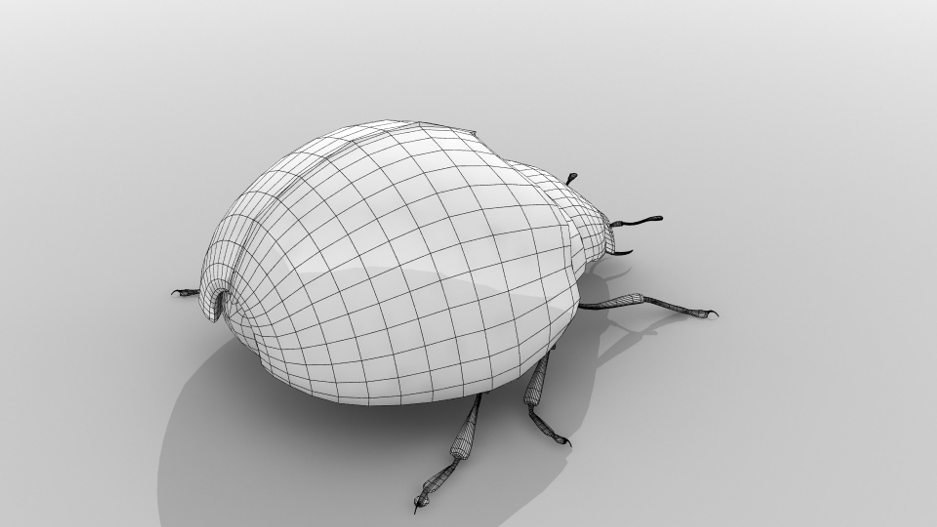 Ladybug Lady Bug 3d Model