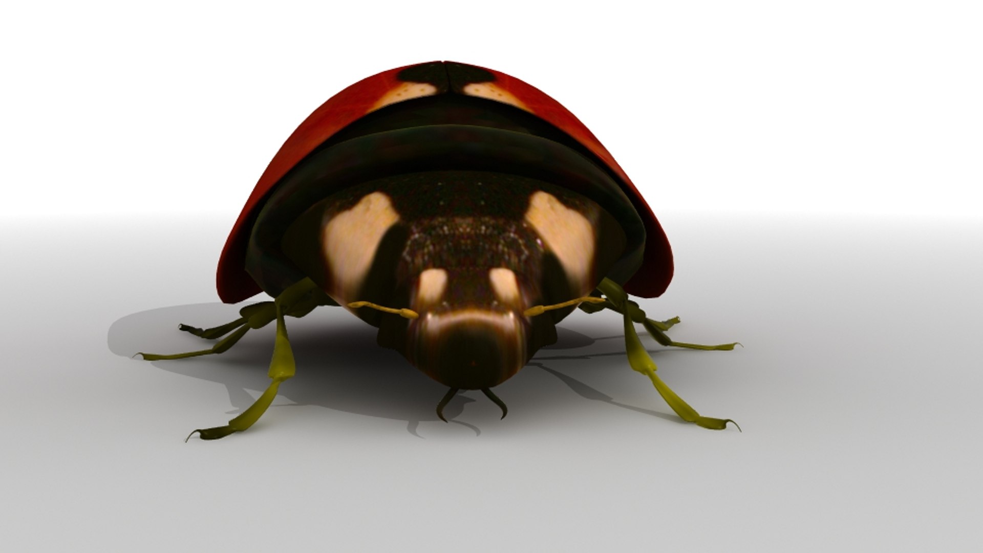 Ladybug Lady Bug 3d Model