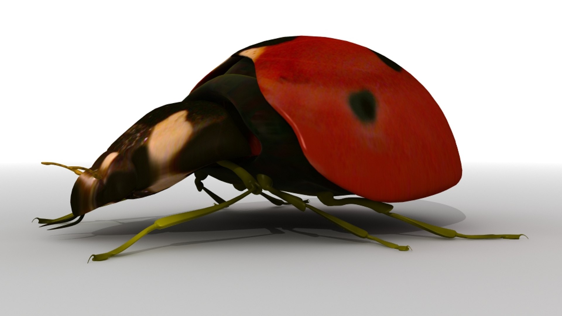 Ladybug Lady Bug 3d Model