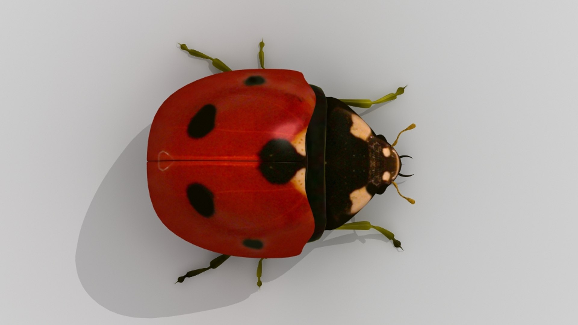 Ladybug Lady Bug 3d Model