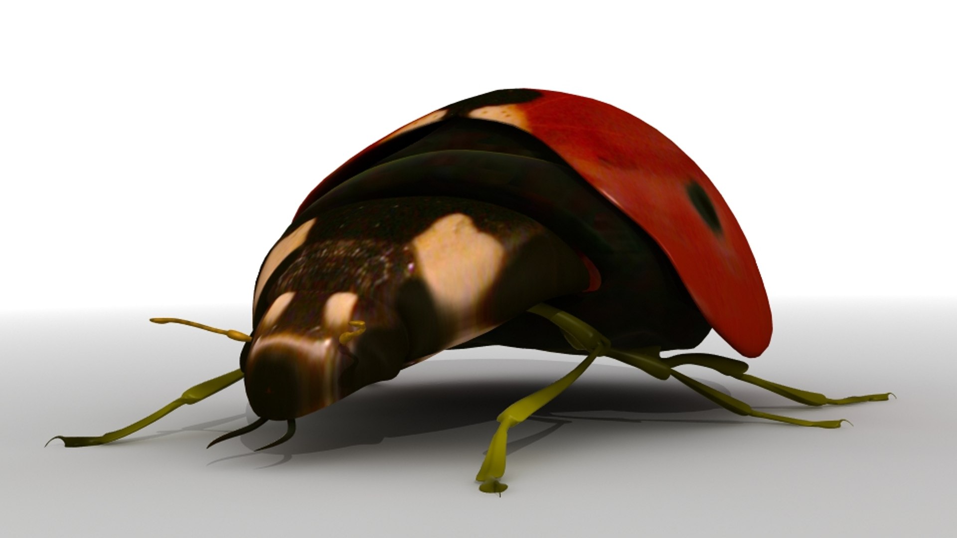 Ladybug Lady Bug 3d Model