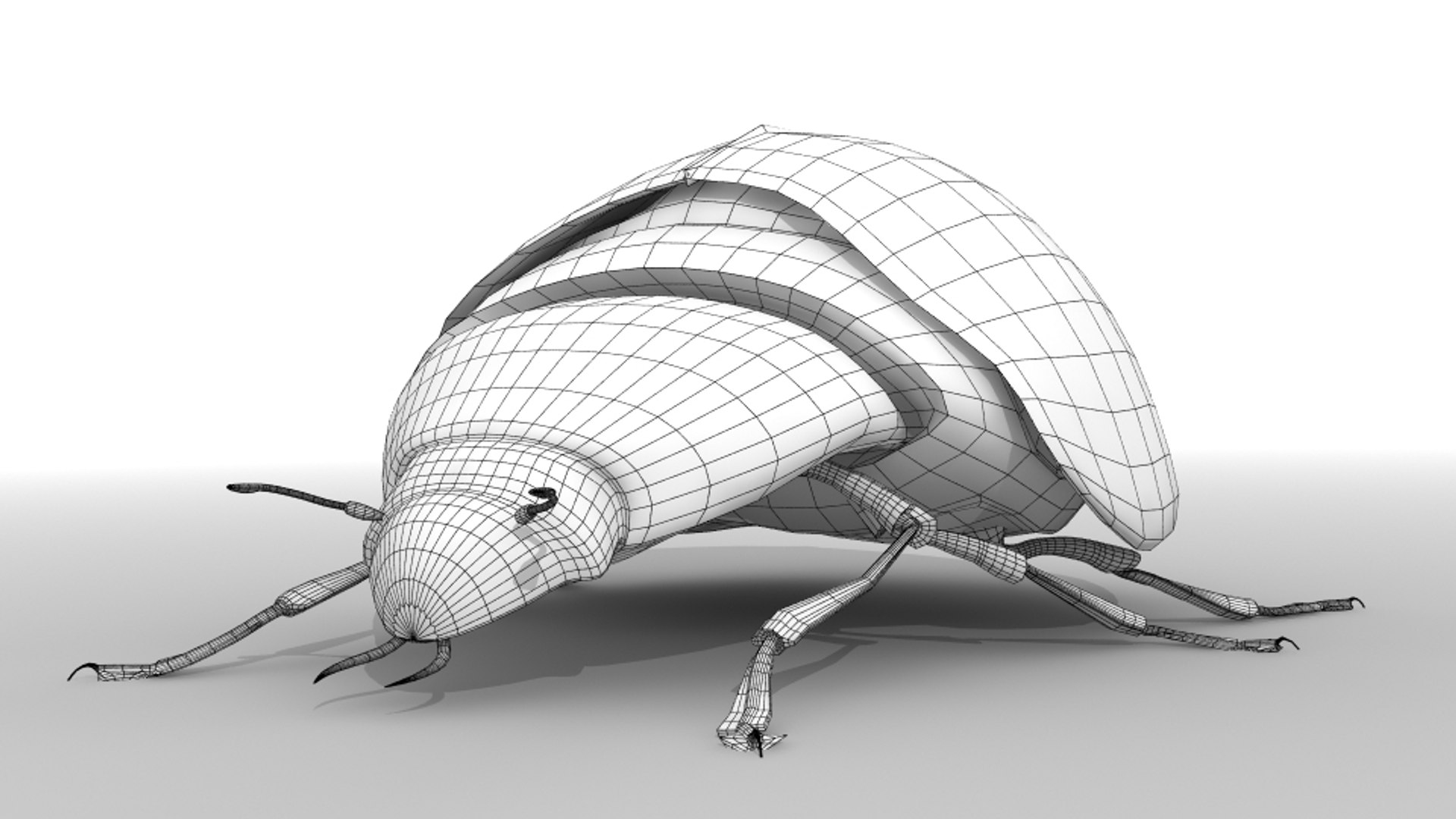 Ladybug Lady Bug 3d Model